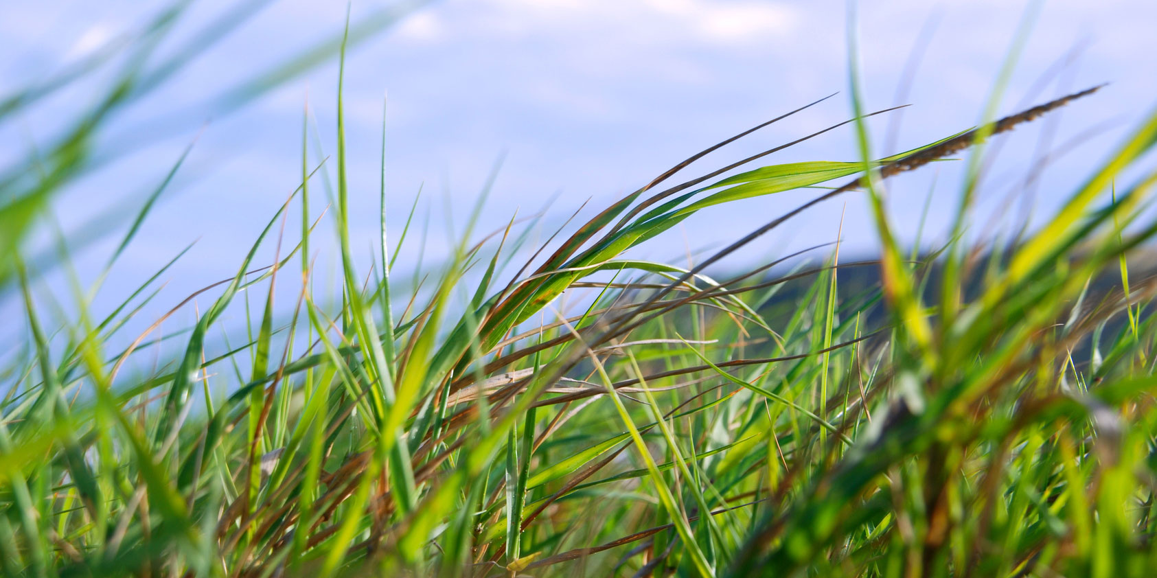 Scotts-Monsanto GM Grass Threatens National Forests, Rivers, Ranchers ...